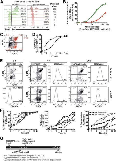 Optimization Of A Mait Cell Cytotoxicity Assay Representative Example Download Scientific