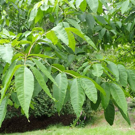 Fraxinus Latifolia