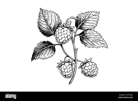 Raspberry Branch Hand Drawing Ink Sketch Engraving Style Vector Illustration Stock Vector Image
