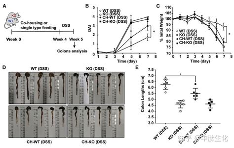 Molecular Therapy Nucleic Acids Mirna 149 3p型肠道微生物区系缺陷与增强型葡聚糖硫酸钠诱导的结肠炎 知乎