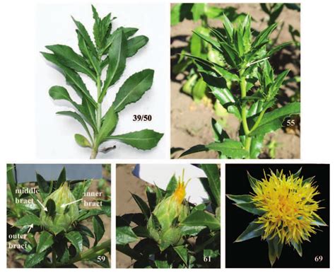 Phenological Growth Stages Of Safflower Plants Stem