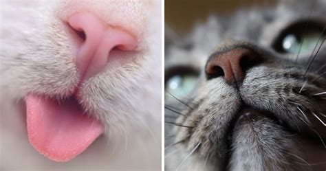 93 Close Ups Of Cat Noses To Make Your Day Bored Panda
