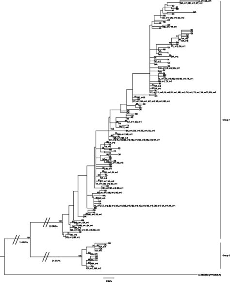Phylogenetic Relationships Among 332 Geographically Diverse D