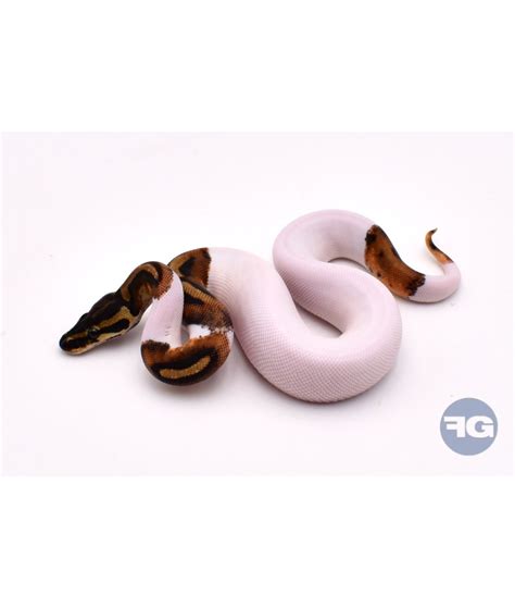 Piebald 100 Het Desert Ghost Mâle Python Regius