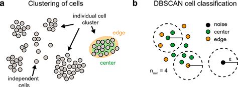 clustering of cell populations a schematic of cell clustering with