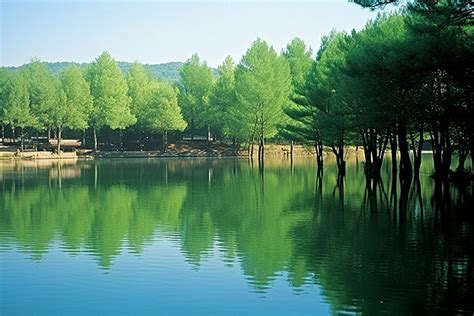 푸른 나무와 숲이 우거진 지역 옆에 있는 호수 공원 나무 낮 배경 일러스트 및 사진 무료 다운로드 Pngtree