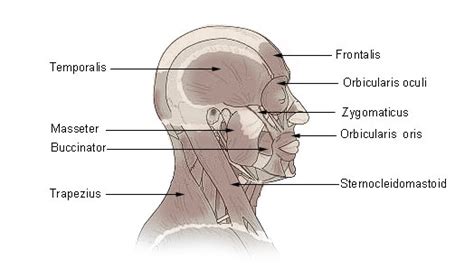 Biologysystemsmuscular System Wikibooks