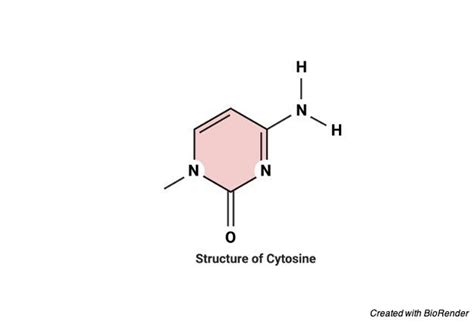 Cytosine Structure Definition And Functions I Researchtweet