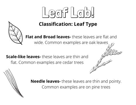 Leaf Lab Classifying Type Shape And Structure — Stemspark Llc