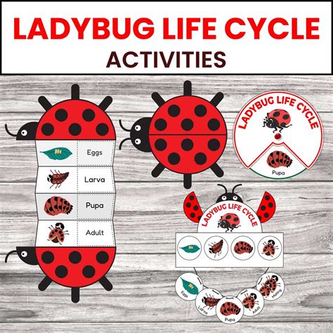 Ladybug Life Cycle Activities Homeschool Printable Foldable Science