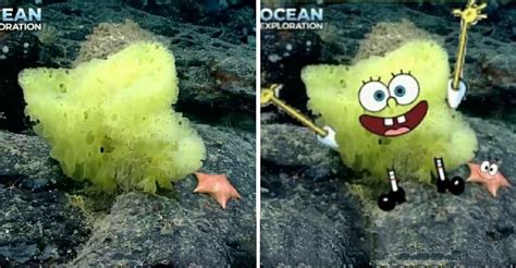 Patricia Do Bob Esponja