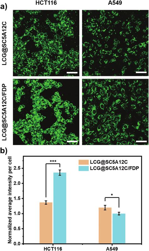 A Clsm Images And B Normalized Average Fluorescence Intensity Per
