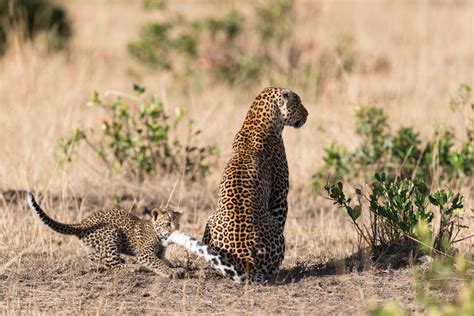 Leopard Mating And Cub Rearing