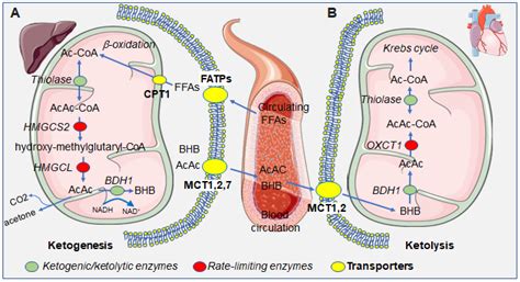 Ketone Body Synthesis