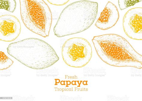 파파야 과일 손으로 그린 스케치 디자인 벡터 그림입니다 디자인 패키지 브로셔 일러스트레이션 포장 설계 손으로 그린 파파야 과일 디자인 템플릿 유기농 신선한 음식 벡터