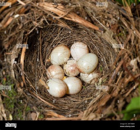 When Do Robins Leave The Nest Uk At Mary Bilbo Blog
