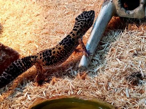 Best Substrate For Leopard Geckos Being Reptiles