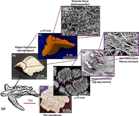 Multi Scale Hierarchical Structure Of The Leatherback Turtle Shell Download Scientific Diagram