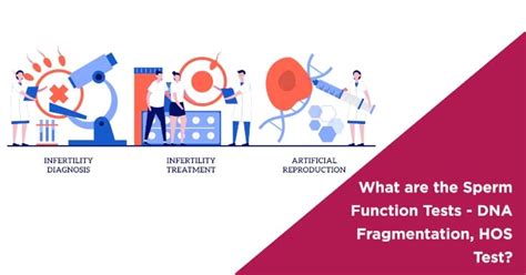 What Are The Sperm Function Tests Nova IVF Fertility Worksheets Library