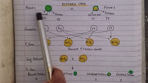 How Do The Traits Get Expressedclass 10 Youtube