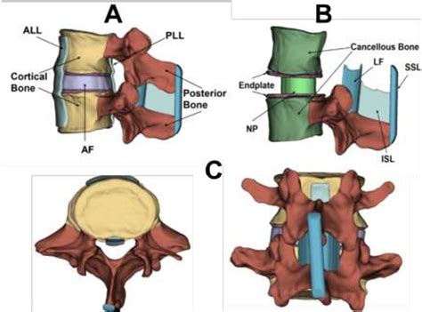 Figure 1 From Kinematic Validation Of An Intact L4 L5 Spinal Unit Finite Element Model