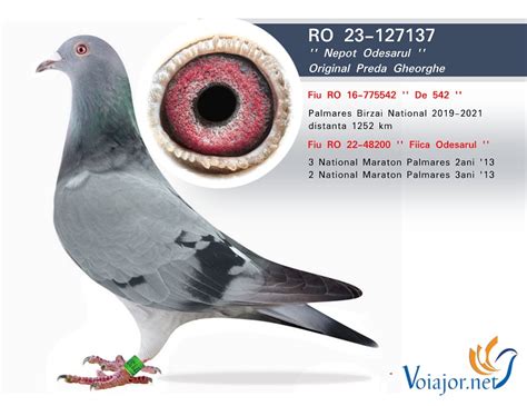 Detalii Licitatie Licitație De Top Preda Gheorghe Olt