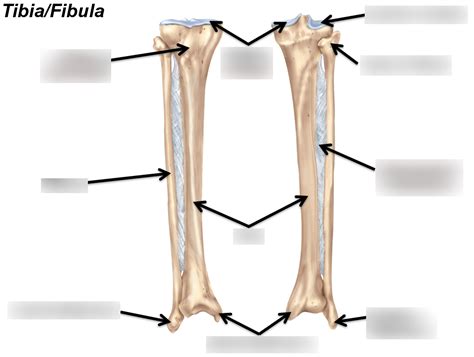 Tibia Fibula Diagram Quizlet
