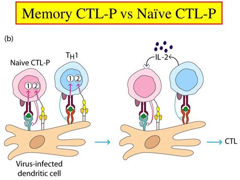 Ppt Cell Mediated Effector Responses Chapter 14 Powerpoint