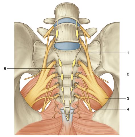 124 Sacral Plexus 다이어그램 Quizlet