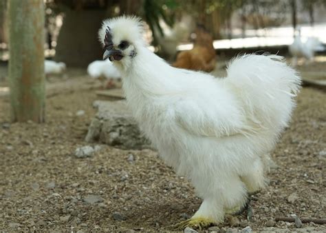 Premium Photo White Furry Chicken Rooster Or Silkie Walking On The Farm