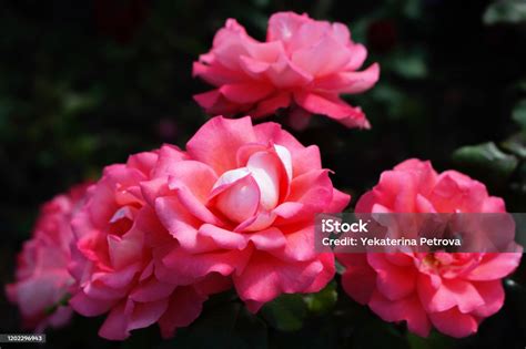 녹색 단풍 클로즈업의 배경에 분홍색 장미의 부시 발렌타인 데이 인사말 카드입니다 정원에서 피는 향기로운 장미 사랑의 선언 라이브 월 개화기에 대한 스톡 사진 및 기타 이미지