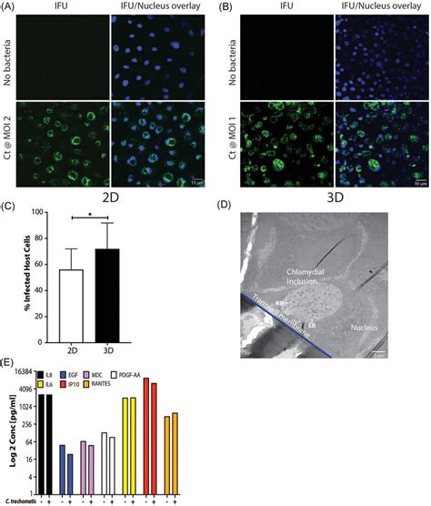Infection Of The 3d Cervical Model A2en By C Trachomatis Analysis