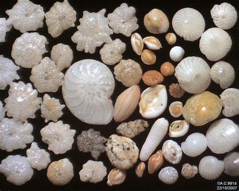 Forams And Diatoms Testing Young Earth Flood Geology Hypotheses