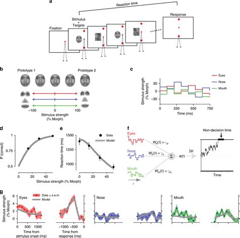 Psychophysical Reverse Correlation In A Face Discrimination Task With Download Scientific