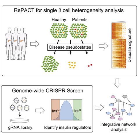 Single Cell Heterogeneity Analysis And Crispr Screen Identify Key β Cell Specific Disease Genes
