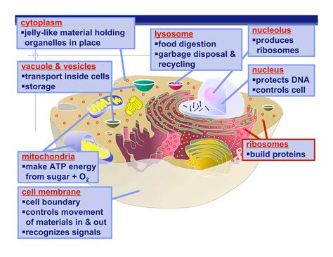 Cellstructure PDF