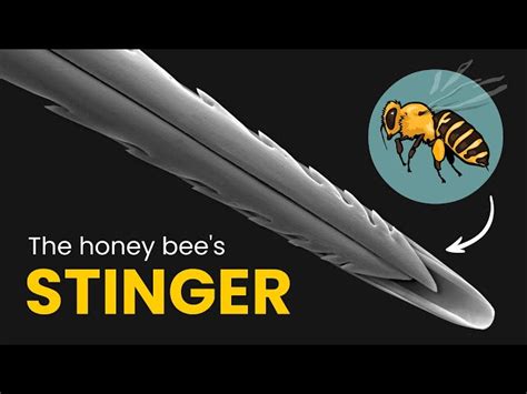 Bee Sting Anatomy