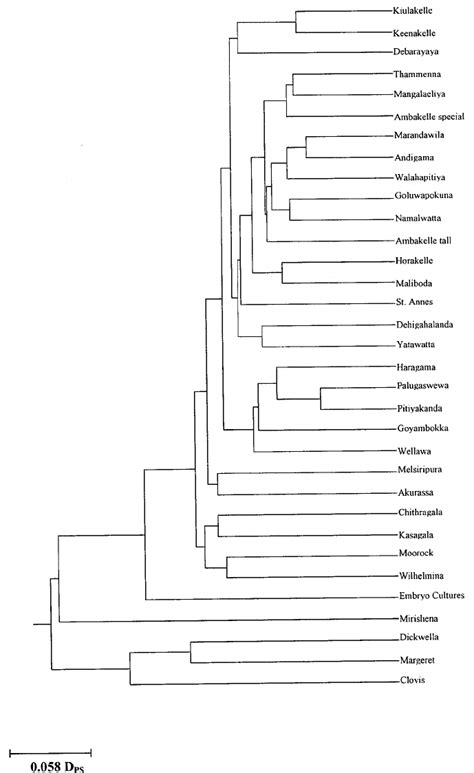 The Dendrogram Based On D Ps Genetic Distances Showing The Genetic