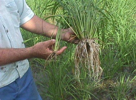 Rice Plants Same Variety Vn 2084 Both Planted In The Same Nursery 52