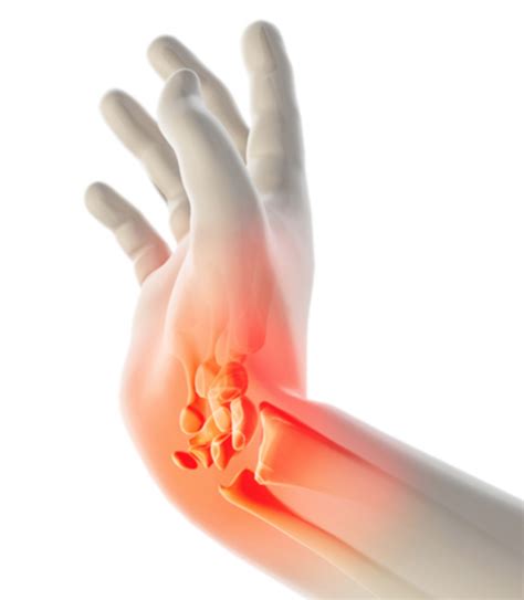 Anatomía De Los Huesos De La Mano