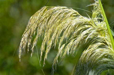 Do You Like This Plant Your Answer Determines Your Sex Life