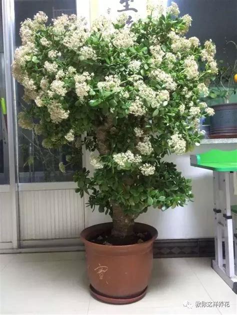 玉樹長得慢做好這4點澆點木質水6個月不管成老樁 每日頭條