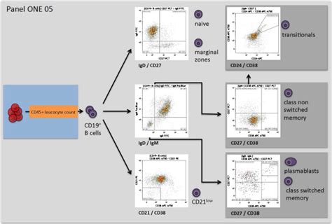 Overview Of The Gating Strategy For Panel One 05 B Cell Subsets