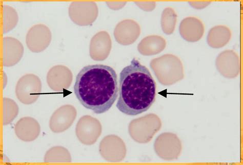 红细胞的一生：从骨髓到血管的旅程