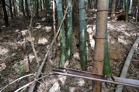 駒返古墳群A支群6号墳 古墳とかアレ 出張所