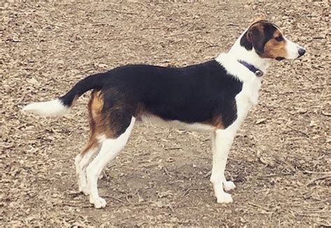 Border Collie Beagle Mix Puppies