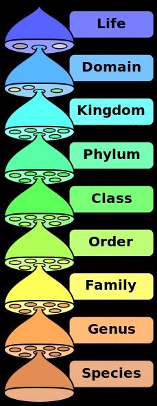 Scientific Classification Clipart 20 Free Cliparts Download Images On