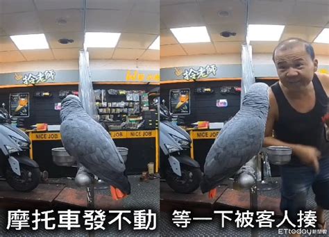 車行鸚鵡神模仿壞掉聲！聽到爸恐嚇「被客人揍」 秒變乖乖學貓叫 Ettoday寵物雲 Ettoday新聞雲