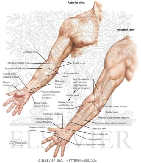 Forearm Surface Anatomy