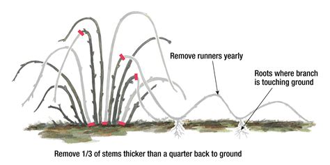 How To Prune Commonly Overgrown Shrubs Fine Gardening